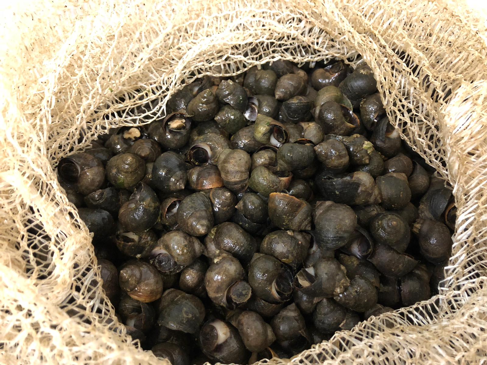 Bígaro – CONFRARÍA DE PESCADORES DE CEDEIRA